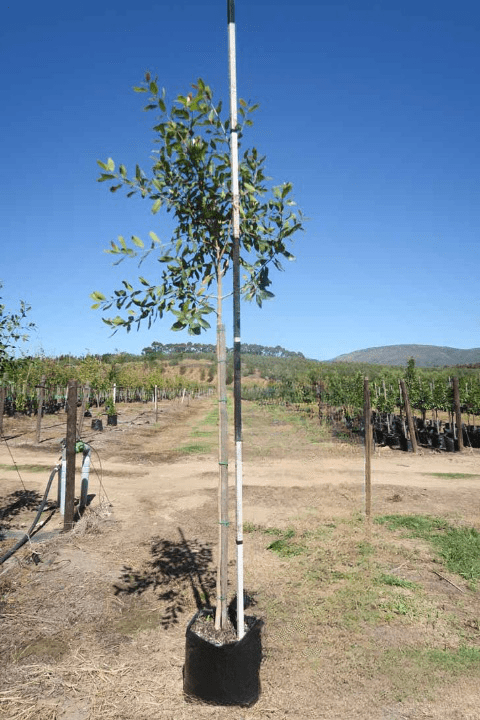 Syzygium guineense - Water Pear